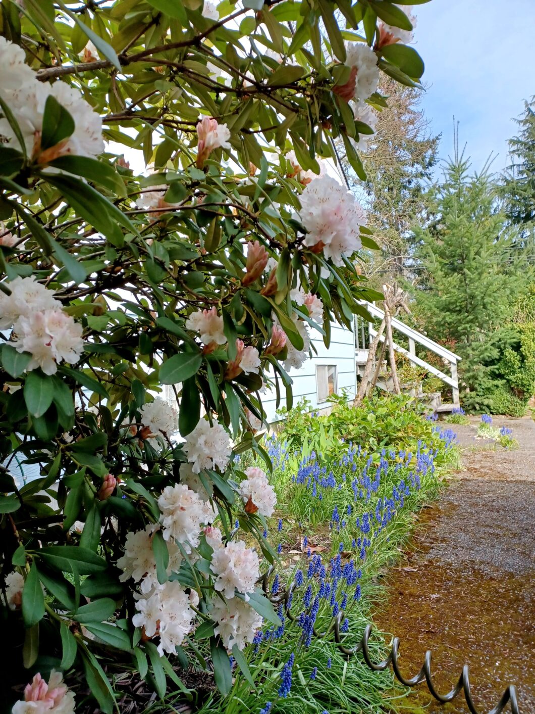 Rustic Garden Cottage Urban Oasis in the City - Seattle Dream Homes ...