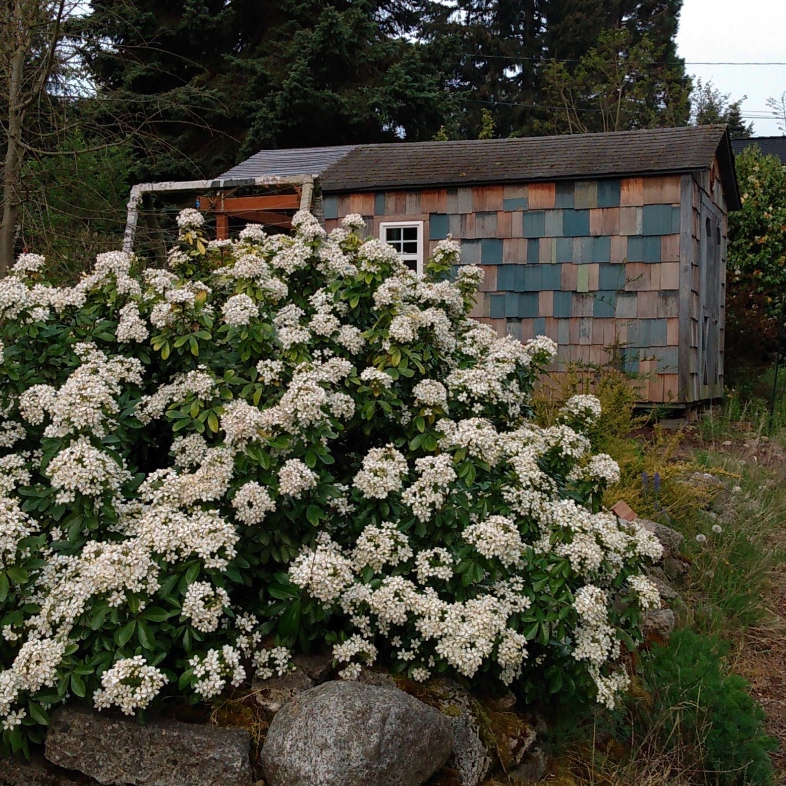 Rustic Garden Cottage Urban Oasis in the City - Seattle Dream Homes ...